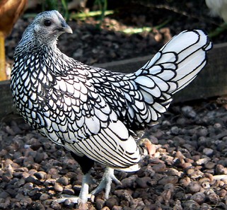 Silver_Sebright_bantam_hen | Chicken Feeder Reviews
